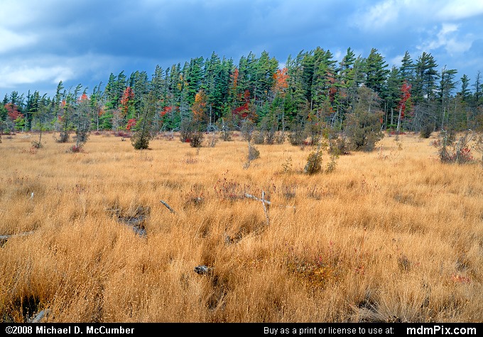 Spruce Flats Bog Picture 067 - October 15, 2008 from Cook Township ...