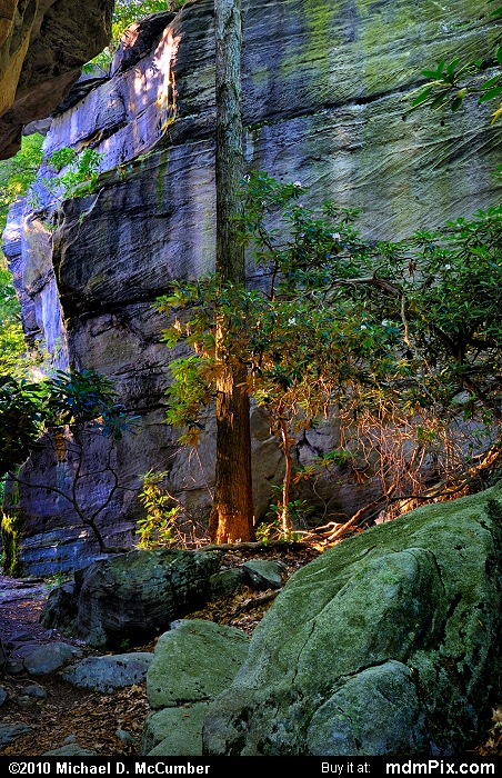 Coopers Rock Picture 056 - July 2, 2010 from Coopers Rock State Forest ...