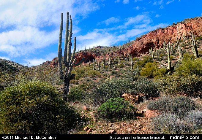 Saguaro Cactus Picture 007 - February 1, 2014 from Tonto National ...
