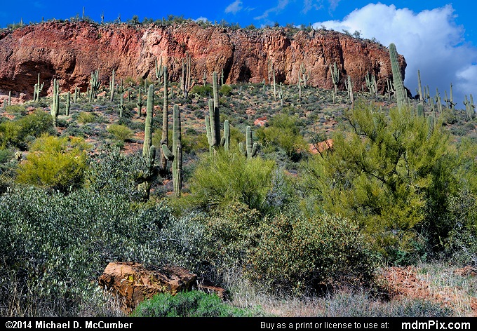 Saguaro Cactus Picture 008 - February 1, 2014 from Tonto National ...