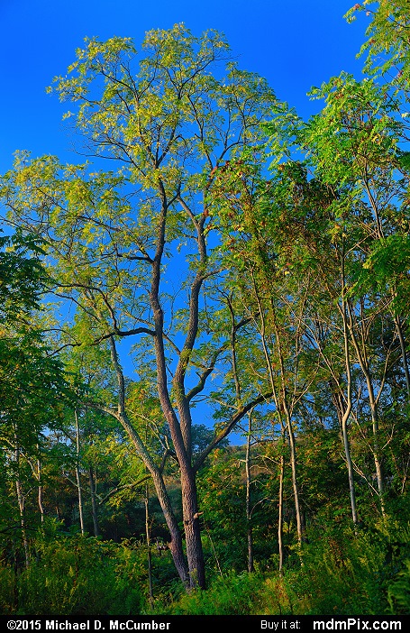 Oak-Hickory Forest Picture 023 - September 7, 2015 from Cranberry ...