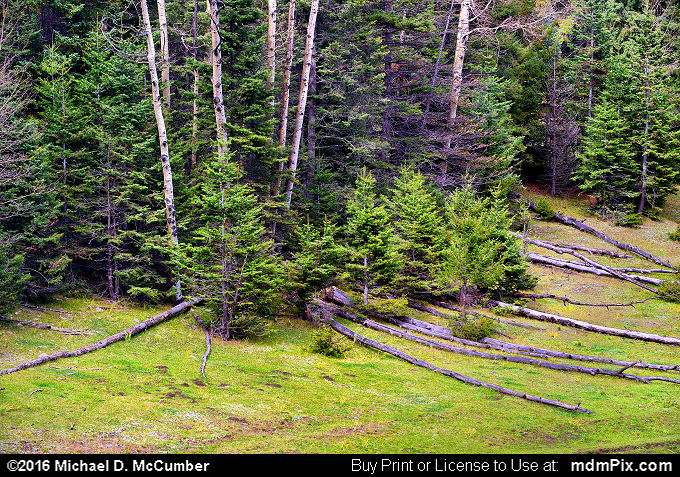 Spruce-Fir Forest Picture 039 - October 2, 2016 from Upper Karr ...