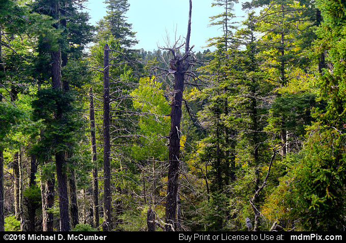 Spruce-Fir Forest Picture 070 - October 2, 2016 from Cloudcroft, New ...