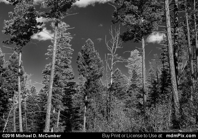 Spruce-Fir Forest Picture 072 - October 2, 2016 from Cloudcroft, New ...