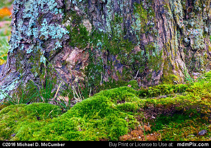 Moss Picture 047 - October 15, 2016 from Laurel Hill State Park ...