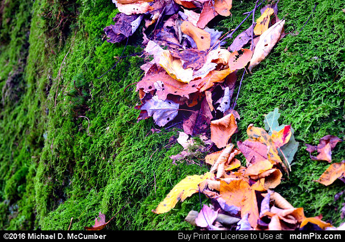 Moss Picture 126 - October 19, 2016 from Laurel Hill State Park ...