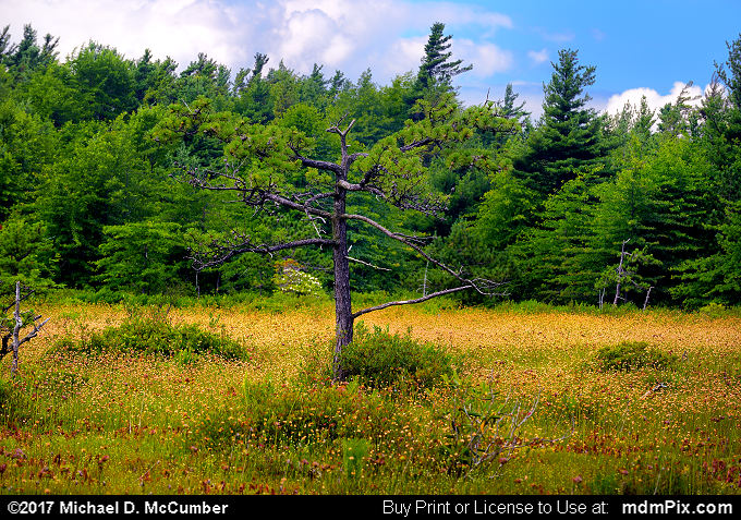 Snag Tree Picture 020 - July 15, 2017 from Cook Township, Pennsylvania ...