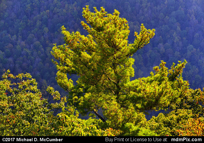 Eastern White Pine Picture 055 - October 14, 2017 from Coopers Rock ...