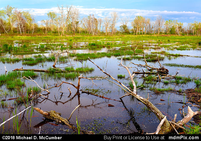 Gull Point Wetland Picture 007 - May 16, 2018 from Presque Isle State ...