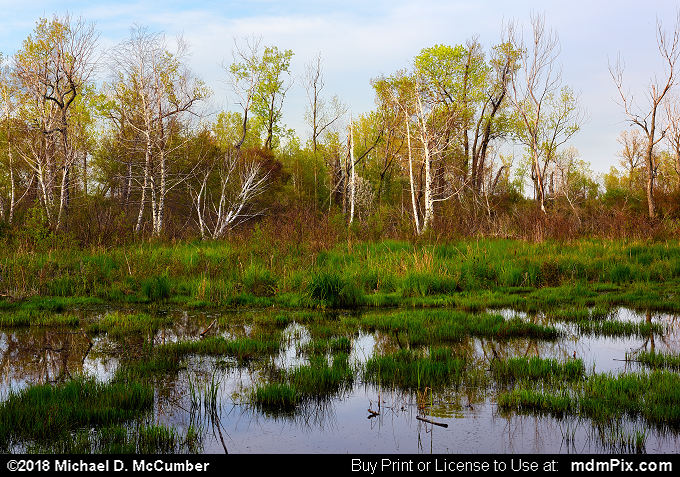 Gull Point Wetland Picture 009 - May 16, 2018 from Presque Isle State ...