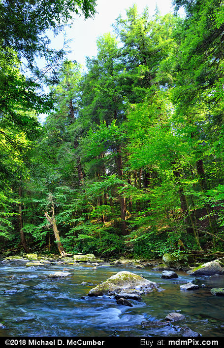 Eastern Hemlock Picture 002 - July 28, 2018 from Laurel Hill State Park ...