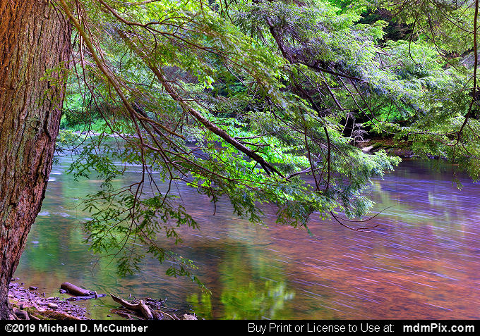 Eastern Hemlock Picture 004 - May 27, 2019 from Wolf Creek Narrows ...
